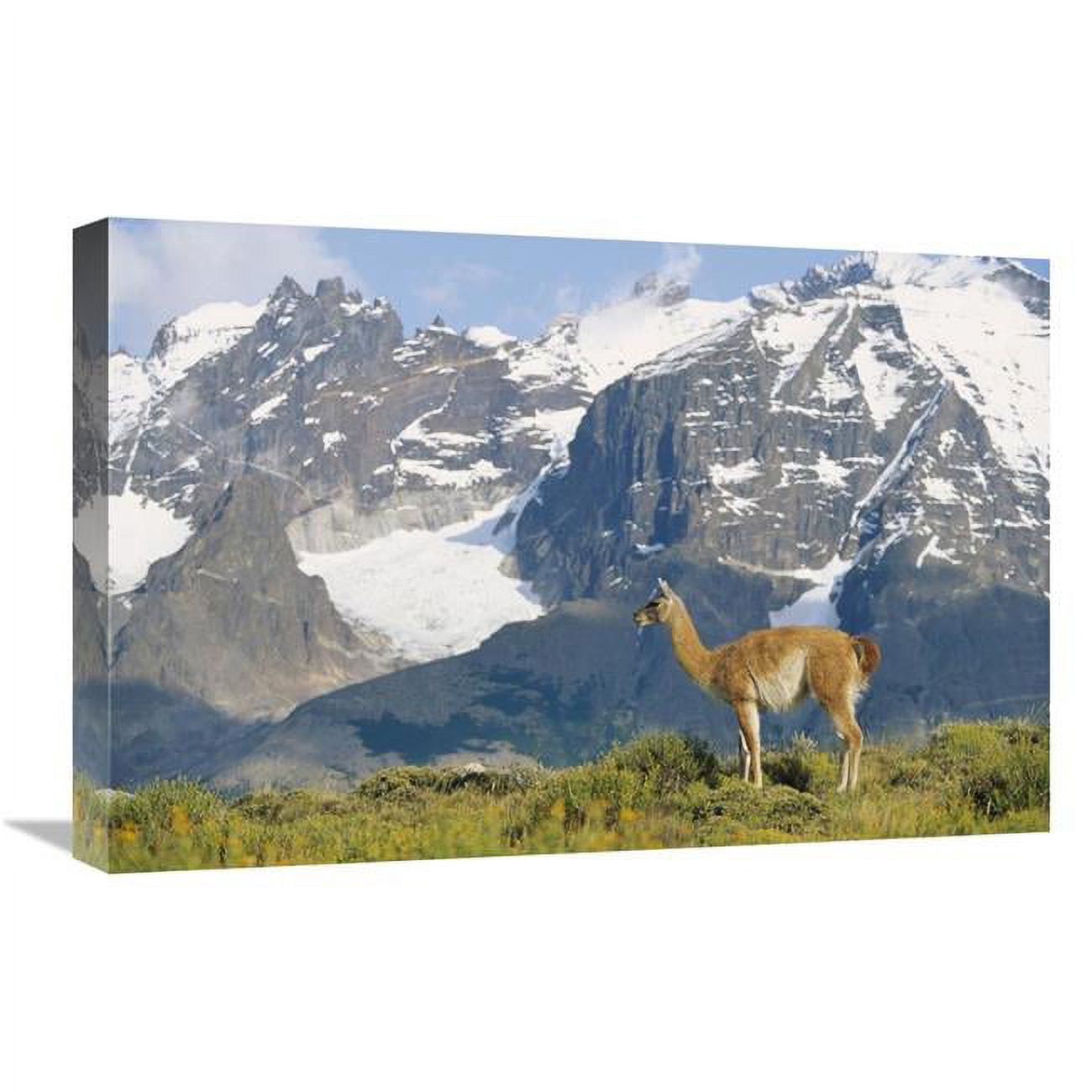 16 x 24 in. Guanaco Portrait Against Mountain Range, Patagonia ...