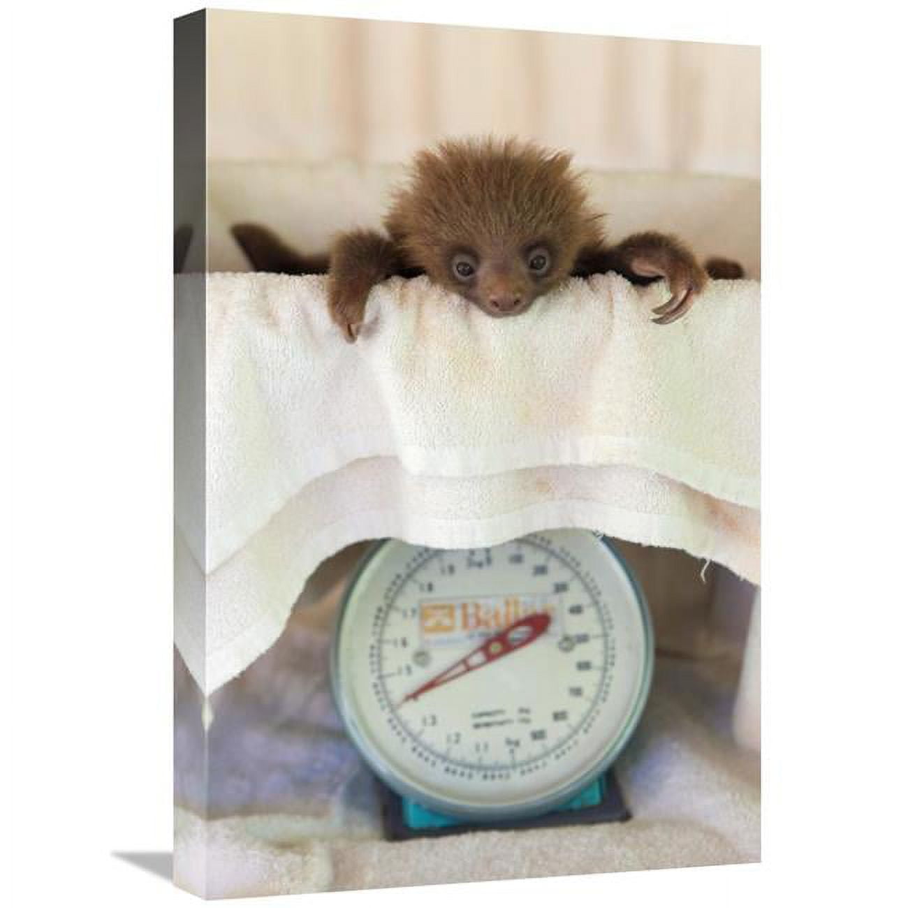16 x 24 in. Hoffmanns Two-Toed Sloth Orphaned Baby on Scale, Aviarios ...
