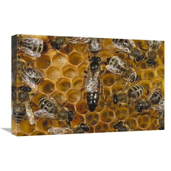 16 x 24 in. Honey Bee Colony & Queen on Honeycomb, North America Art ...