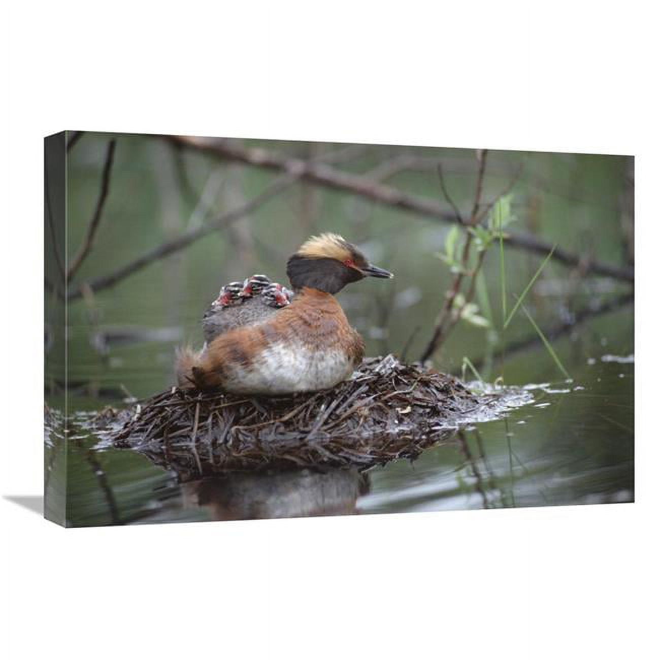 16 x 24 in. Horned Grebe on Nest with Three Chicks on Its Back, Alaska ...