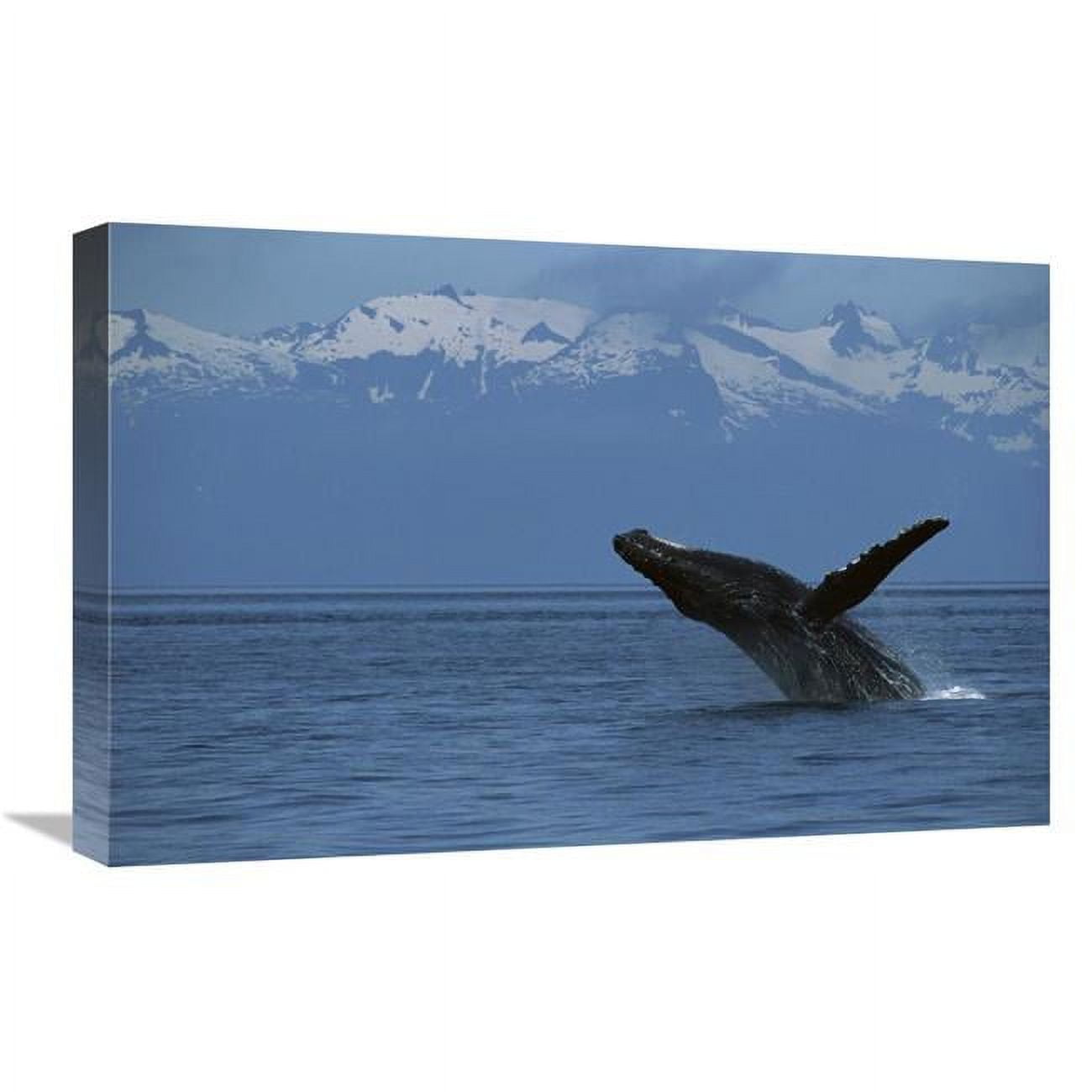 16 x 24 in. Humpback Whale Breaching, Southeast Alaska Art Print - Flip ...