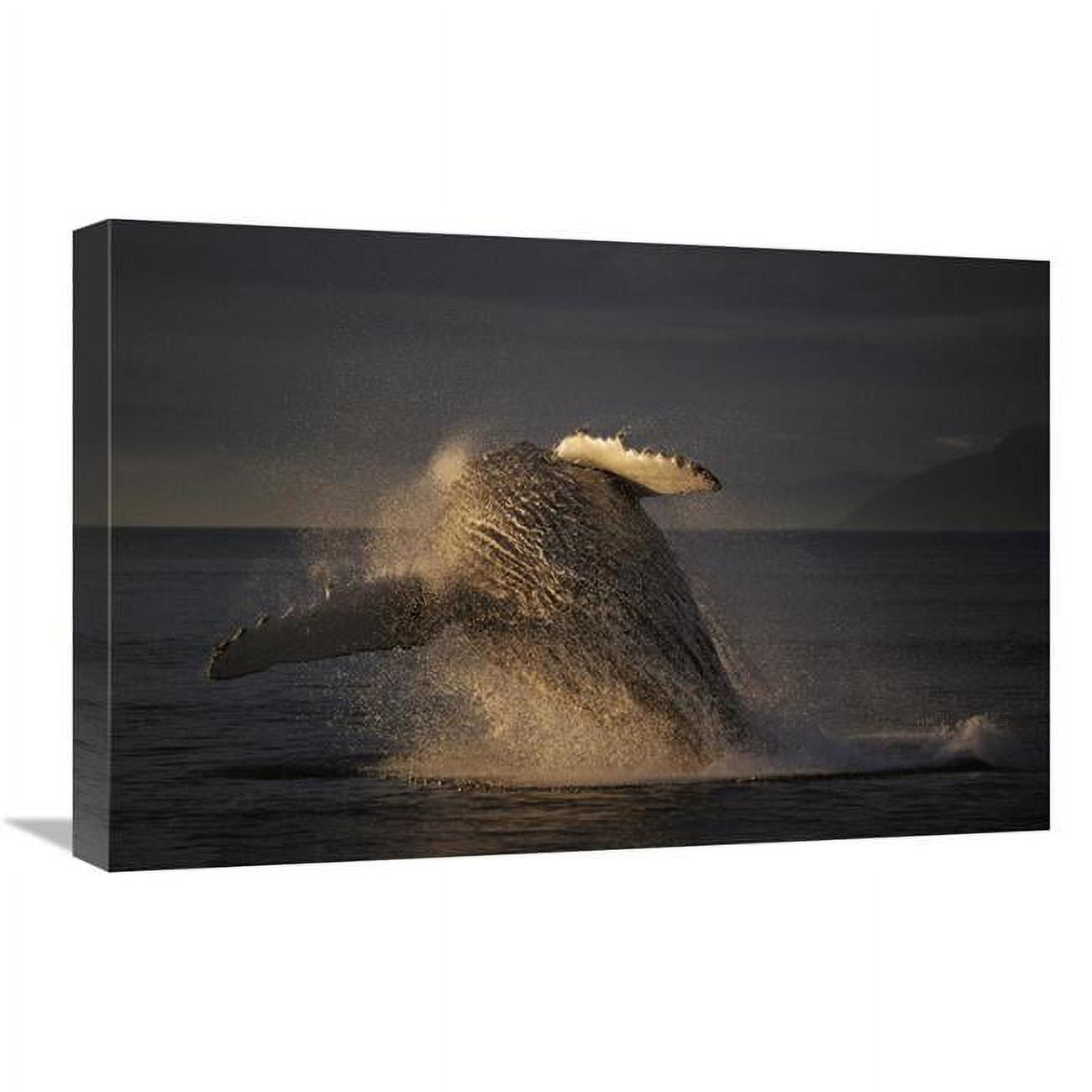 16 x 24 in. Humpback Whale Breaching, Southeast Alaska Art Print ...
