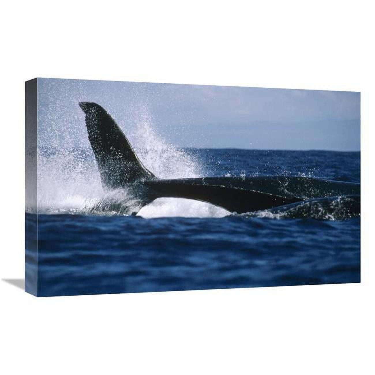 16 x 24 in. Humpback Whale Lashing Tail, Hawaii Art Print - Flip ...