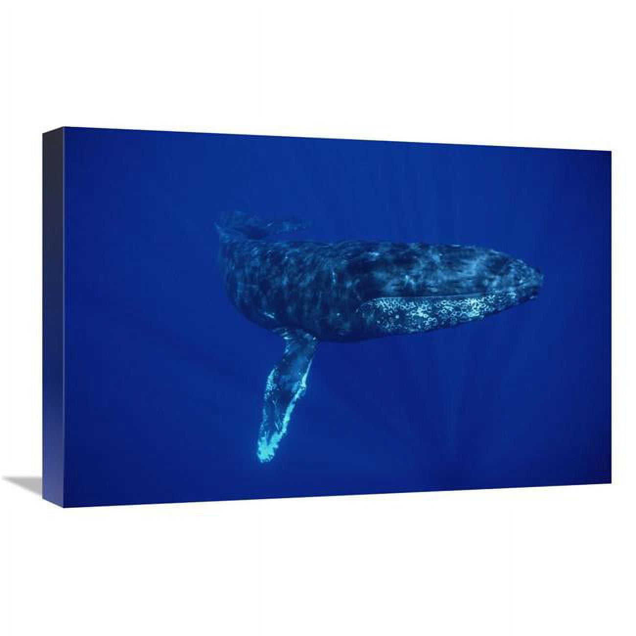 16 x 24 in. Humpback Whale, Maui, Hawaii Art Print - Flip Nicklin ...