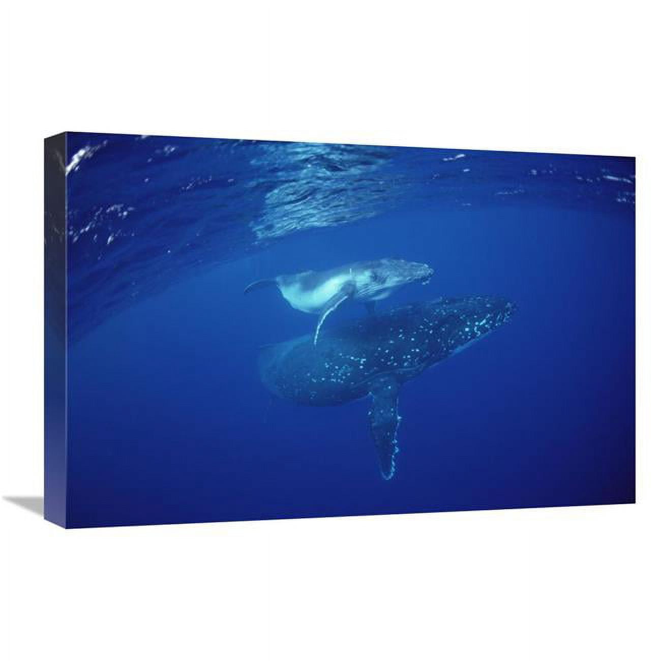 16 x 24 in. Humpback Whale Mother & Calf Underwater, Tonga Art Print ...