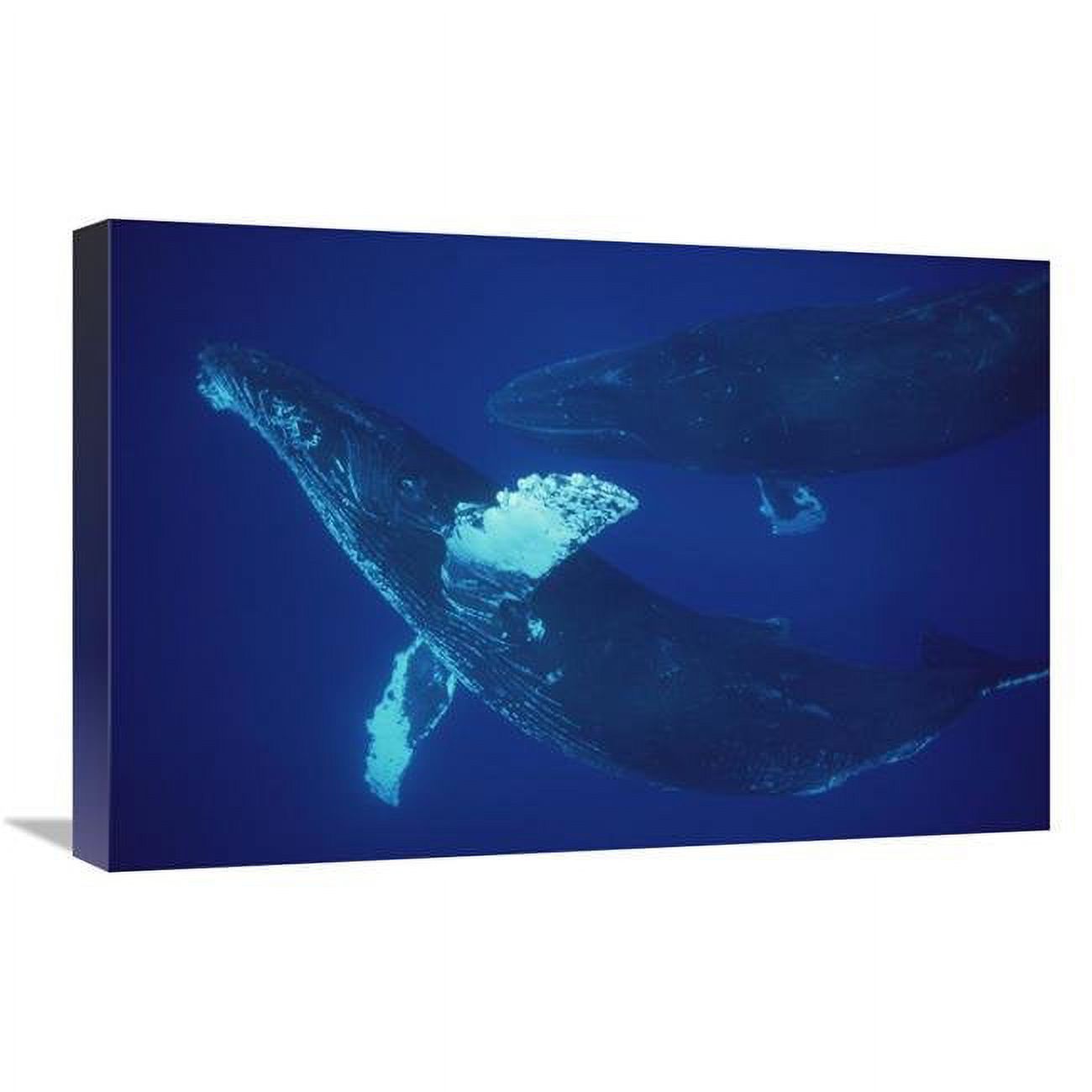 16 x 24 in. Humpback Whale Singer & Joiner, Maui, Hawaii Art Print ...