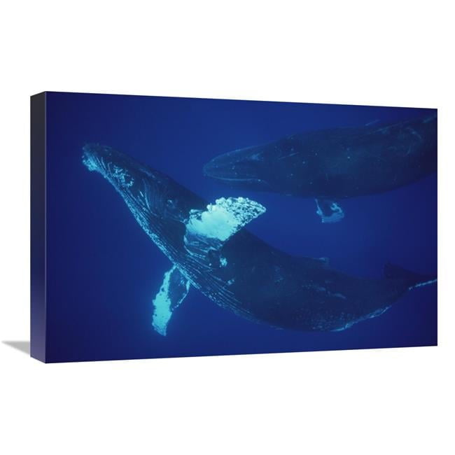 16 x 24 in. Humpback Whale Singer & Joiner, Maui, Hawaii Art Print ...