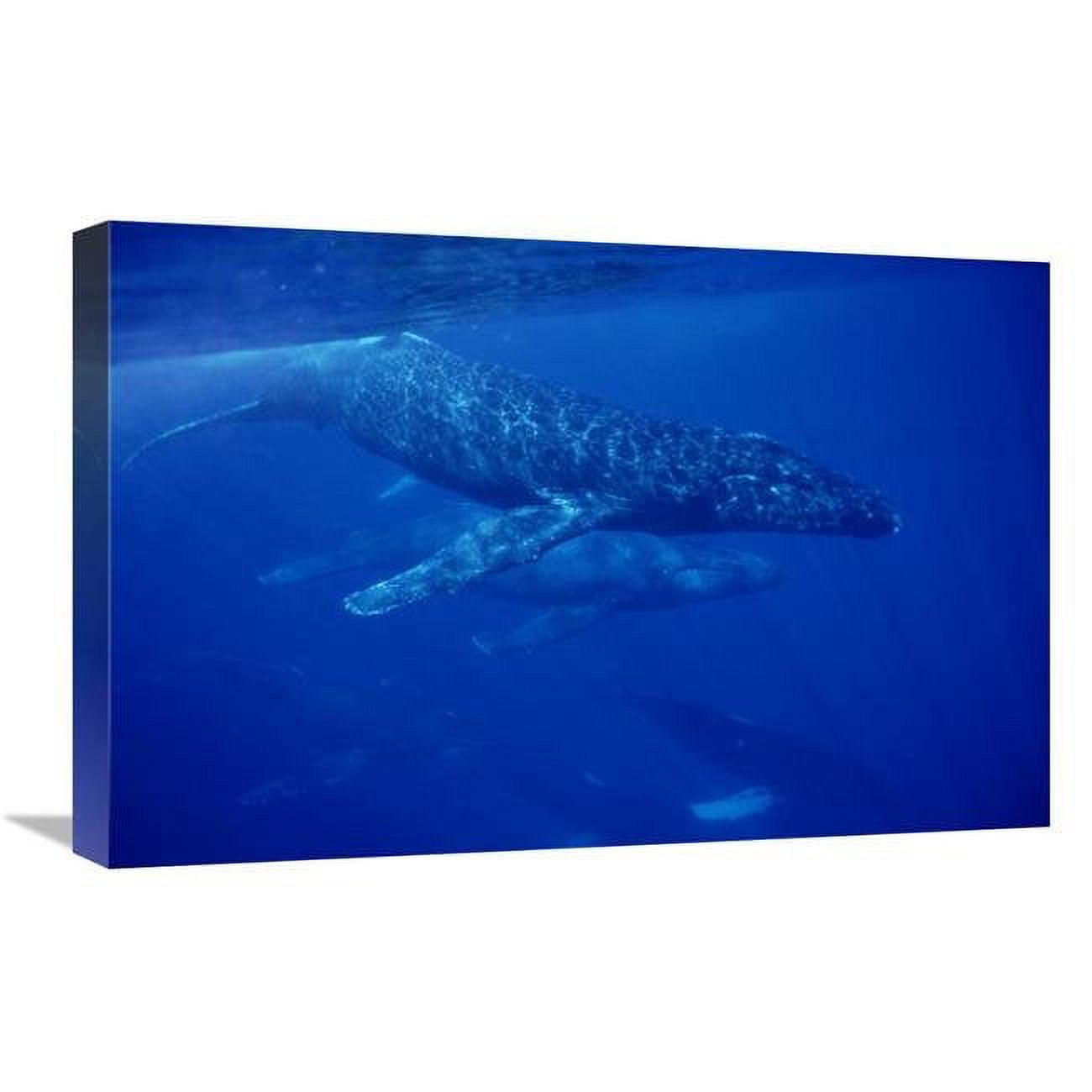16 x 24 in. Humpback Whale Traveling Group of Over 30 Whales, Maui ...