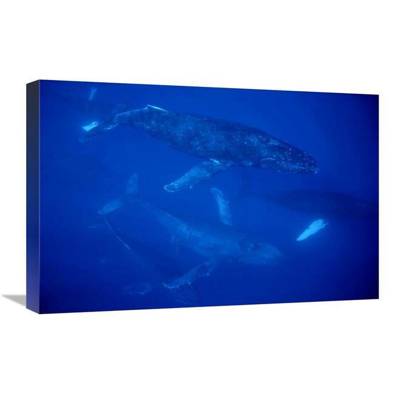16 x 24 in. Humpback Whale Traveling Group of Over 30 Whales, Maui ...