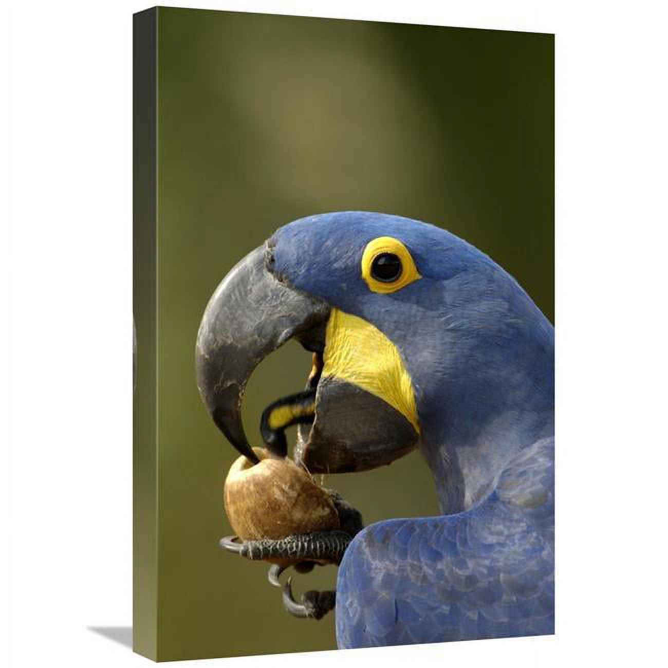 16 x 24 in. Hyacinth Macaw Cracking Open A Piassava Palm Nut to Drink ...