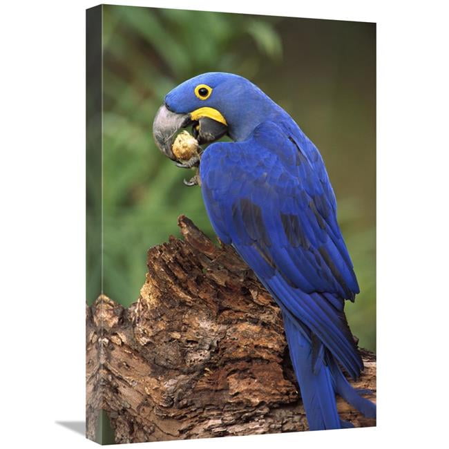 16 x 24 in. Hyacinth Macaw Eating Piassava Palm Nuts, Cerrado, Brazil ...