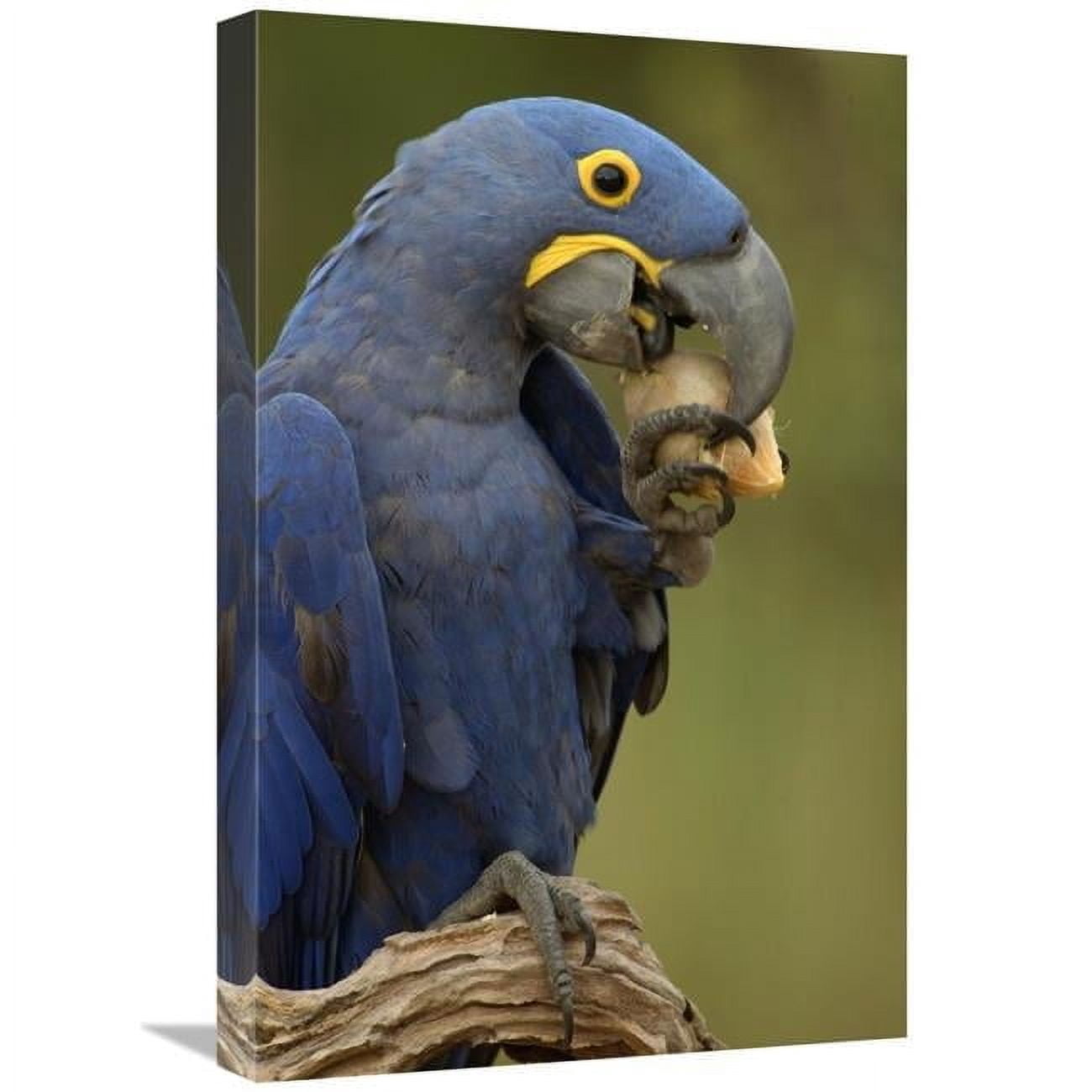16 x 24 in. Hyacinth Macaw in Cerrado Habitat Eating Piassava Palm Nuts ...