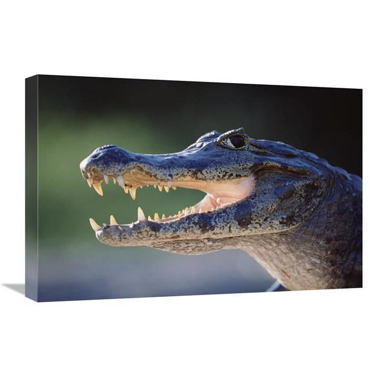 16 x 24 in. Jacare Caiman Portrait, Pantanal, Brazil Art Print - Tui De ...