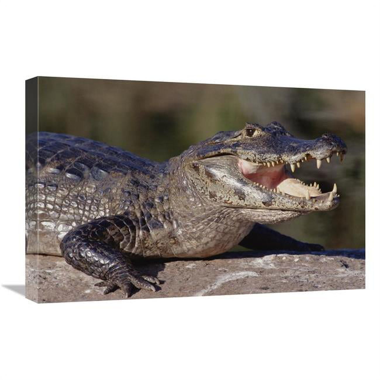 16 x 24 in. Jacare Caiman Portrait, Pantanal, Brazil Art Print - Tui De ...