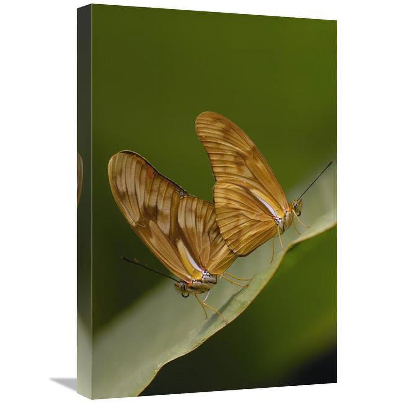 16 x 24 in. Julia Butterfly Pair Mating, Mindo Butterfly Farm, Cloud ...