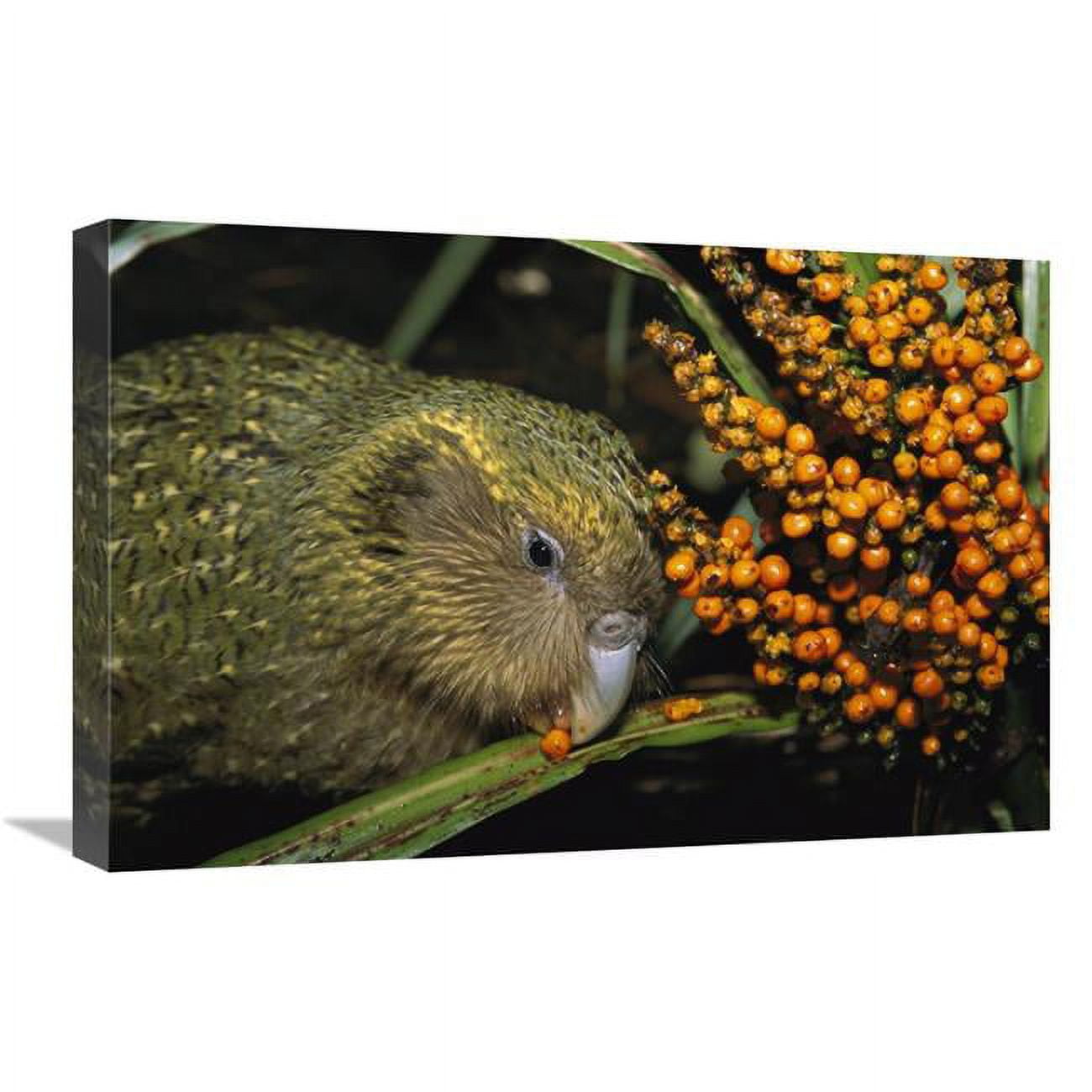 16 x 24 in. Kakapo Flightless Feeding on Astelia Berries, Codfish ...