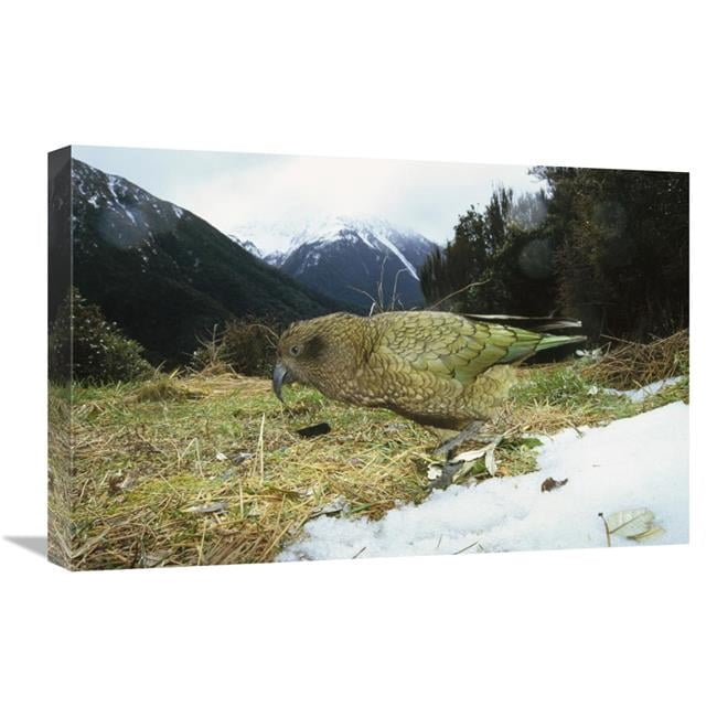 16 x 24 in. Kea Parrot in Alpine Scrub, Arthurs Pass National Park, New ...