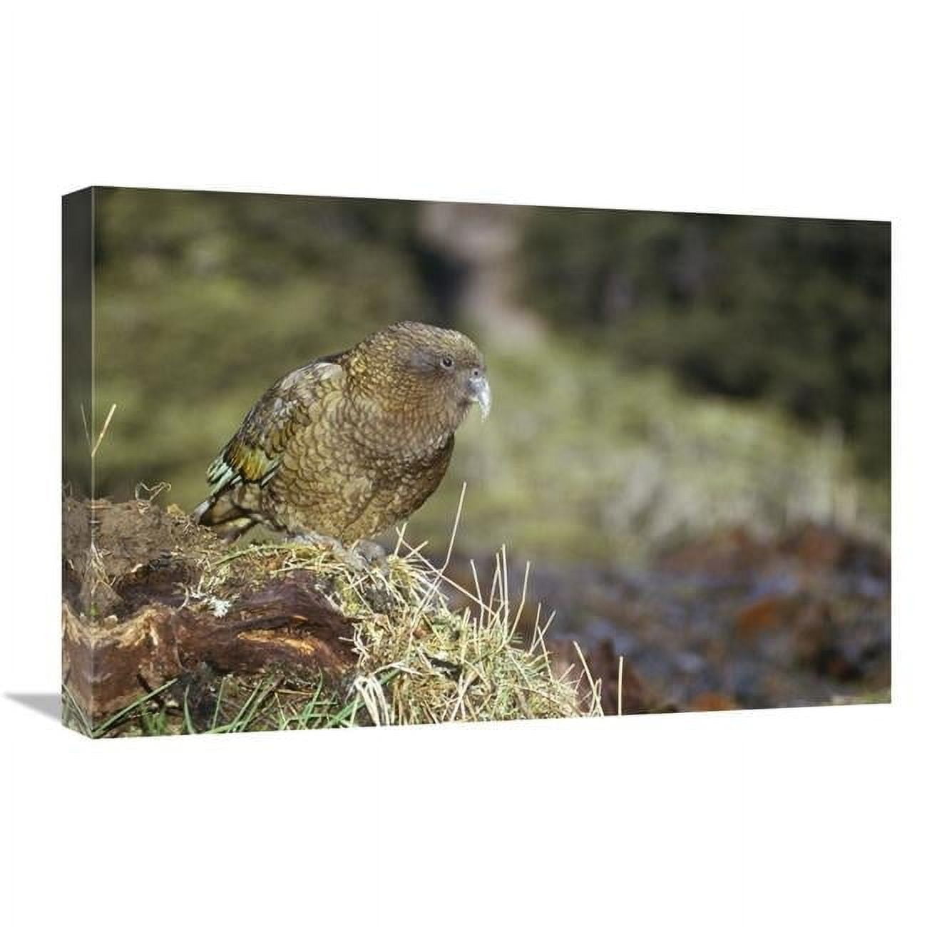 16 x 24 in. Kea Portrait, Arthurs Pass National Park, New Zealand Art ...