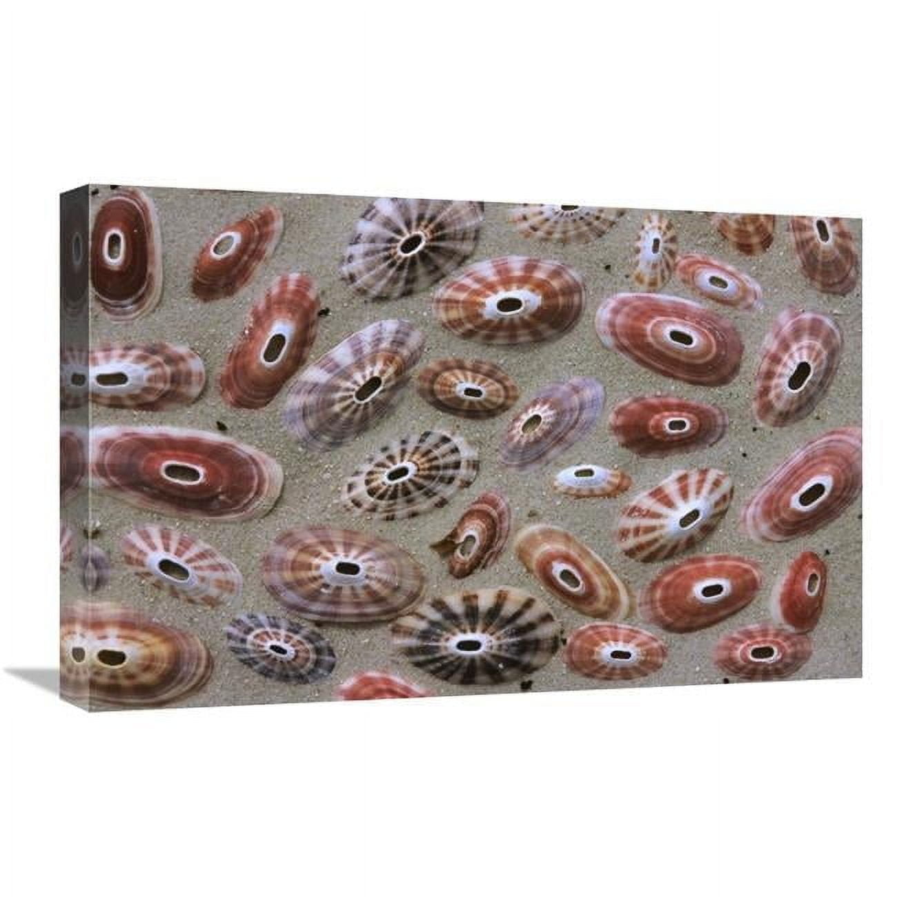 16 x 24 in. Keyhole Limpet Shells on the Beach, Europe Art Print ...