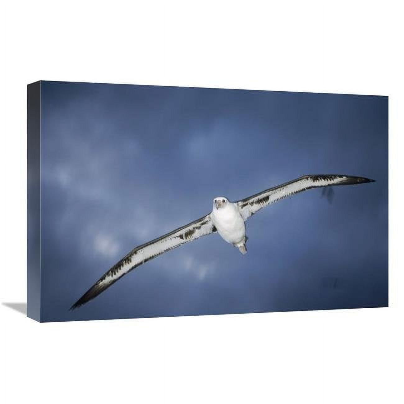 16 x 24 in. Laysan Albatross Flying Towards Breeding Grounds, Midway ...