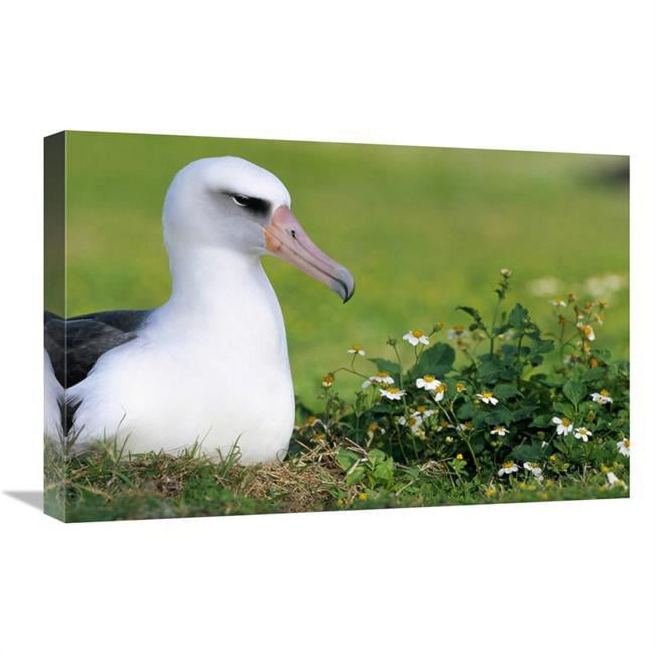 16 x 24 in. Laysan Albatross Nesting Among Introduced Weeds, Midway ...