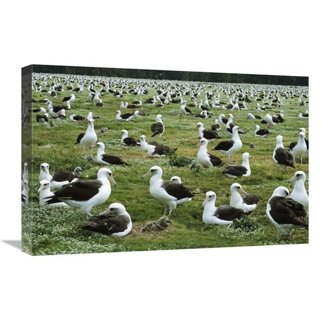 16 x 24 in. Laysan Albatross Nesting Colony, Midway Atoll, Hawaii Art ...