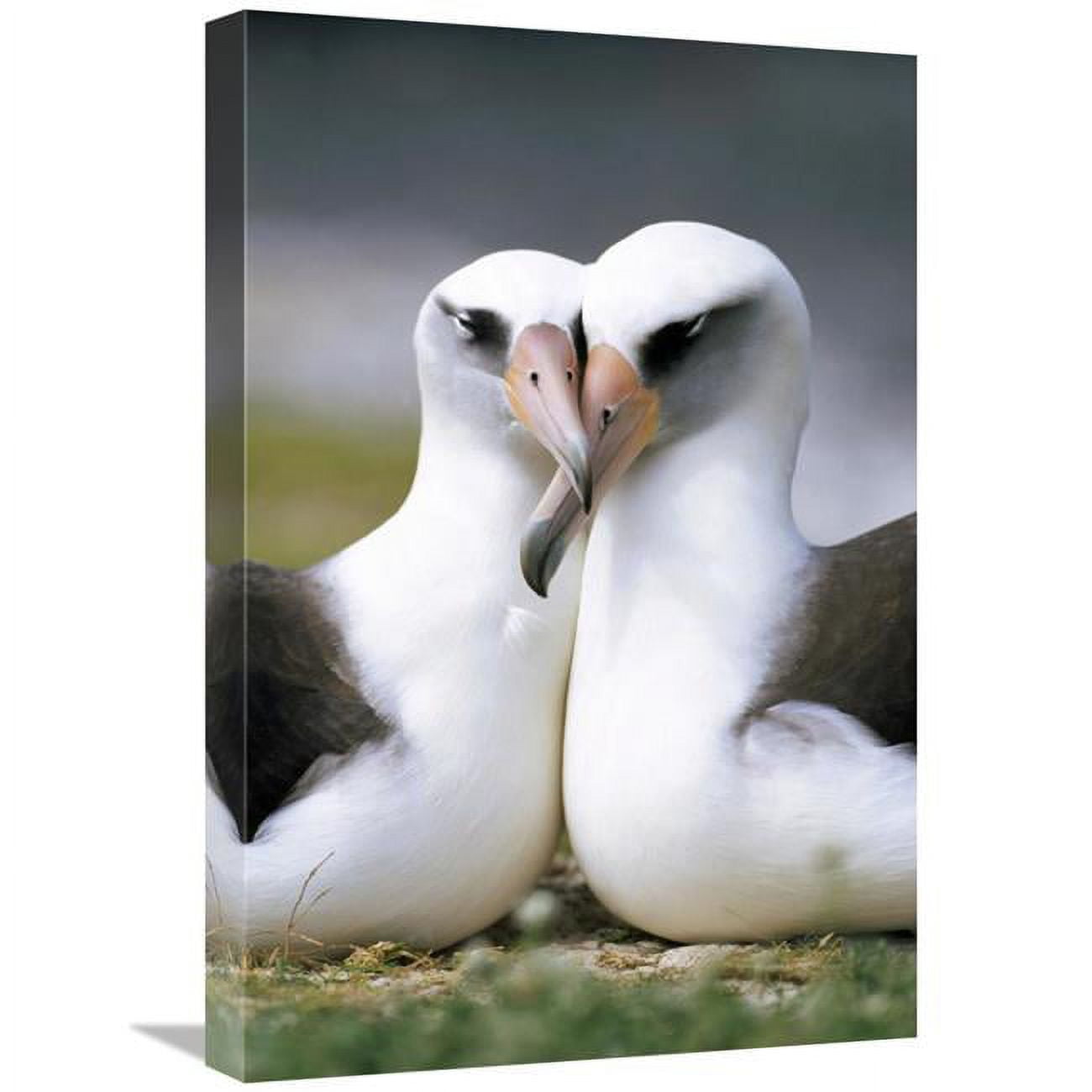 16 x 24 in. Laysan Albatross Pair Bonding, Midway Atoll, Hawaii Art ...