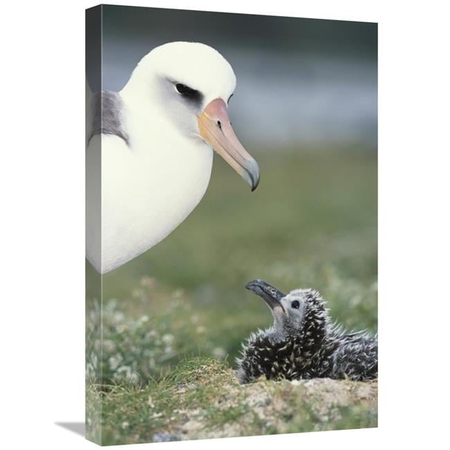 16 x 24 in. Laysan Albatross Parent Guarding Young Chick, Midway Atoll ...