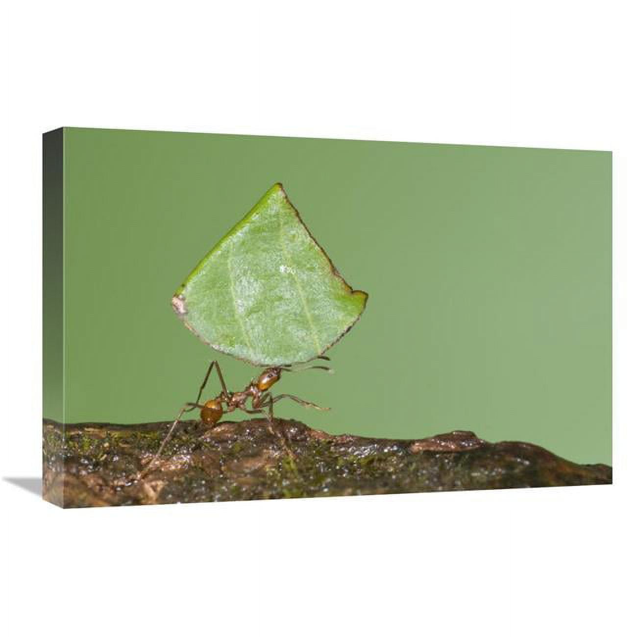 16 x 24 in. Leafcutter Ant Carrying Leaf, Costa Rica Art Print - Steve ...
