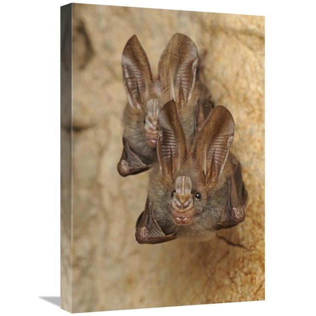 16 x 24 in. Lesser False Vampire Bat Pair Roosting in Cave, Sekunyit ...
