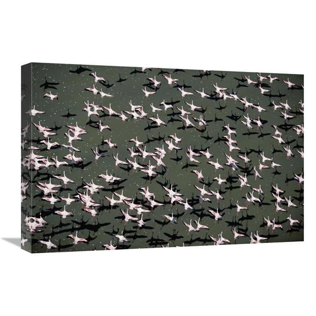 16 x 24 in. Lesser Flamingo Flock Flying Lake, Kenya Art Print - Tim ...