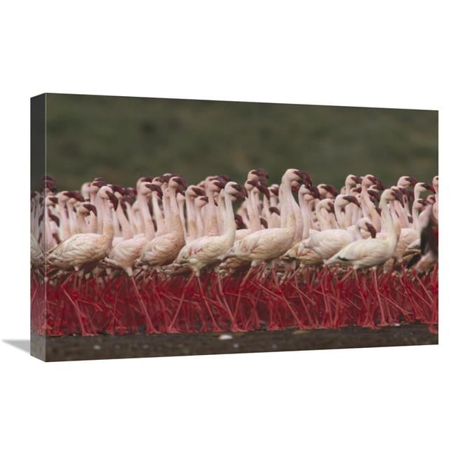 16 x 24 in. Lesser Flamingos in A Mass Courtship Display, Kenya Art ...
