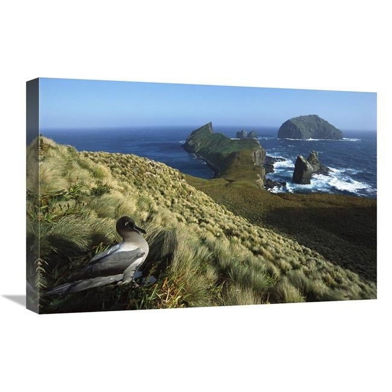 16 x 24 in. Light-Mantled Albatross on Nesting Bluffs, Campbell Island ...