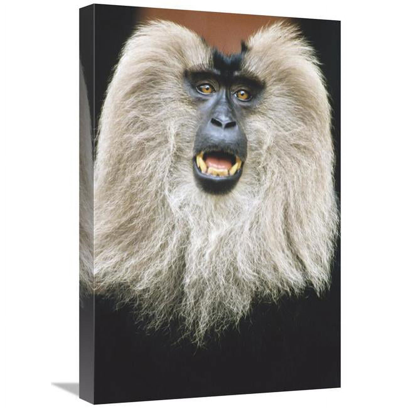 16 x 24 in. Lion-Tailed Macaque Calling, India Art Print - Konrad Wothe ...