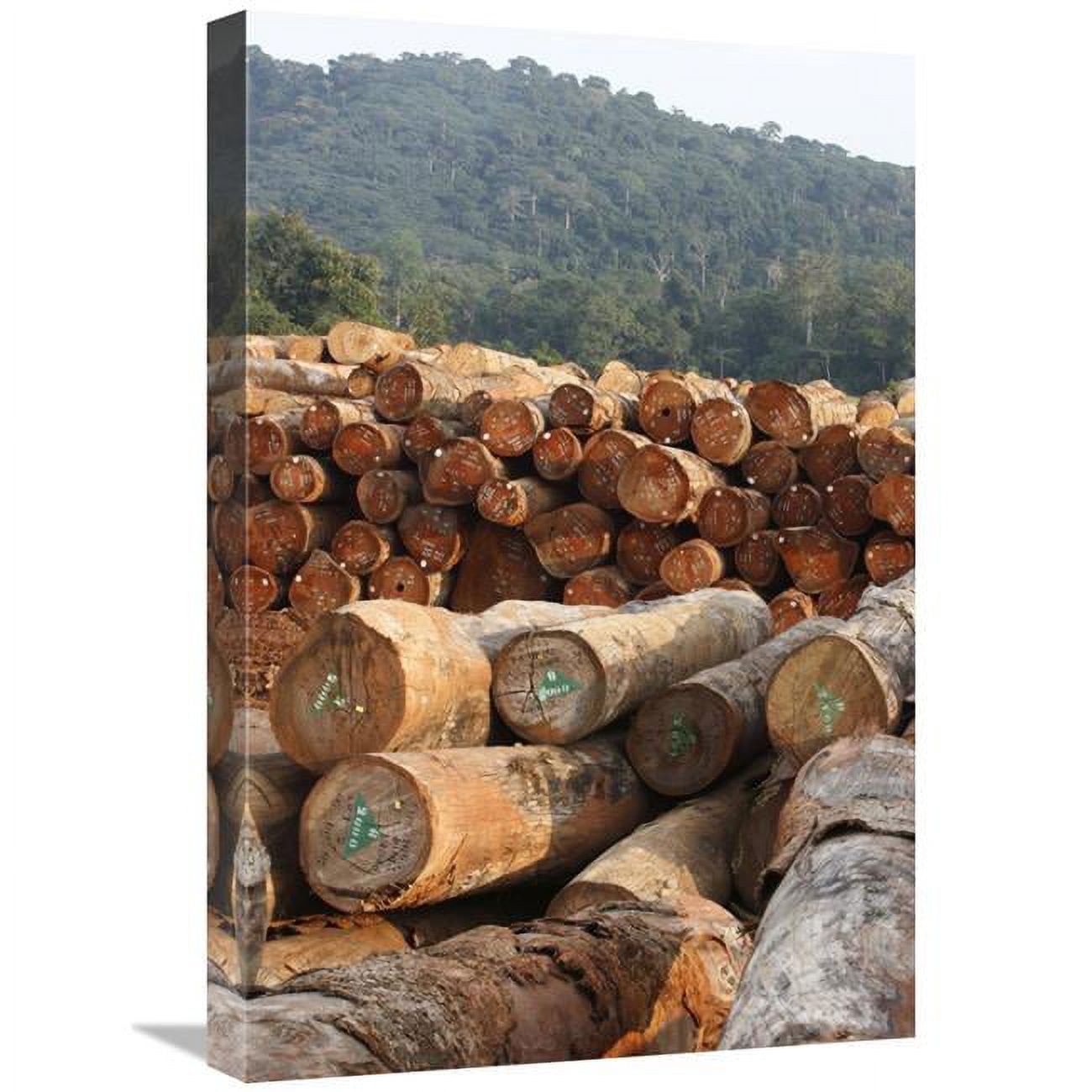 16 x 24 in. Logged Timber From the Tropical Rainforest, Cameroon Art ...