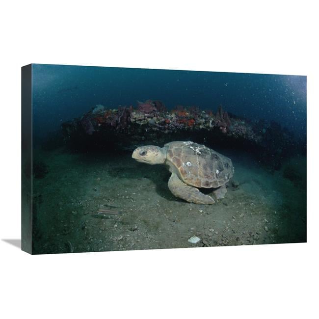16 x 24 in. Loggerhead Sea Turtle on Coral Reef, Greys Reef Nms ...