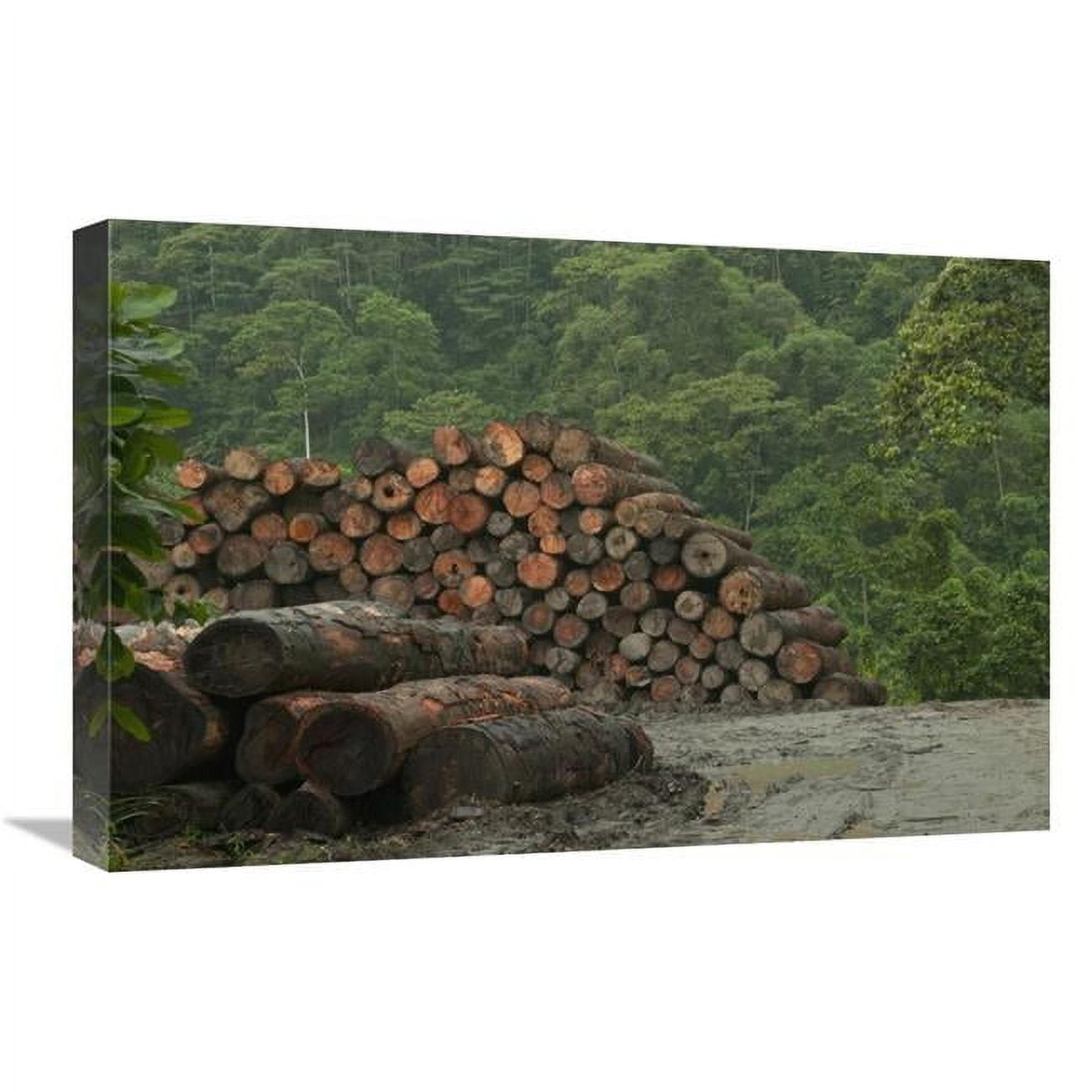 16 x 24 in. Logging of Native Rainforest, Ecuador Art Print - Murray ...
