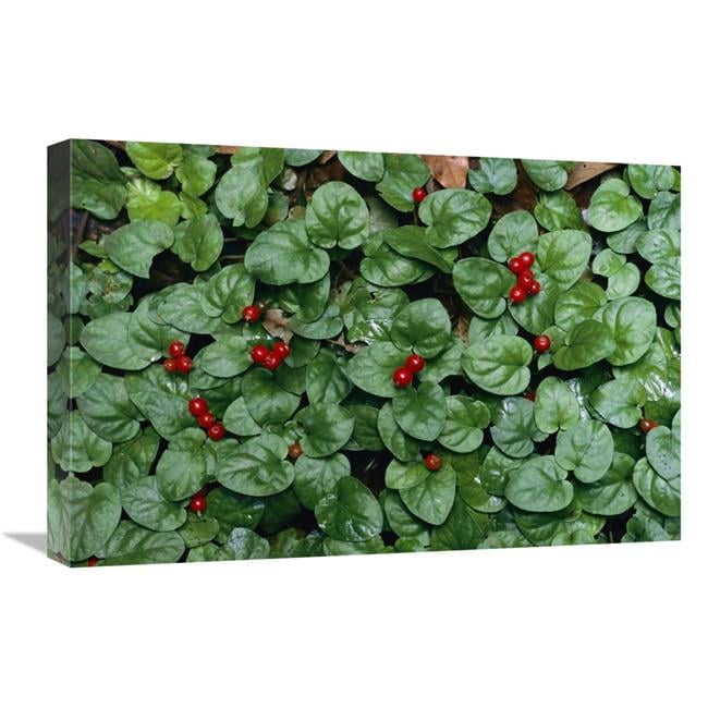 16 x 24 in. Madder Fruiting, Barro Colorado Island, Panama Art Print ...