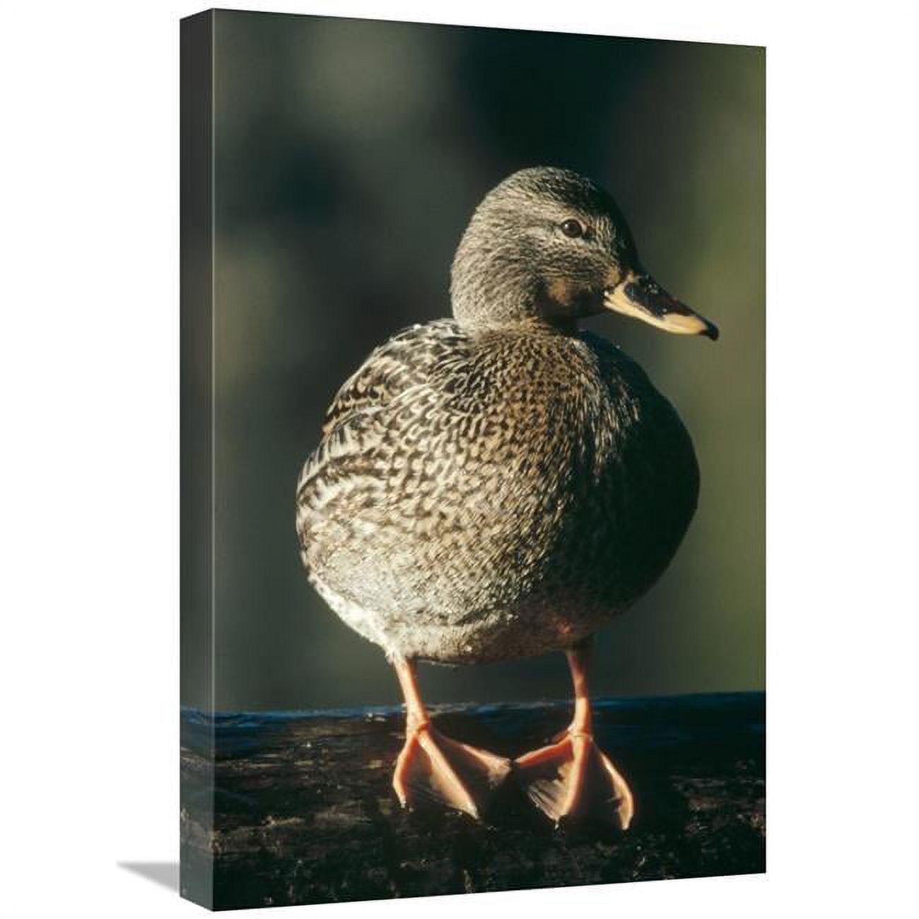 16 x 24 in. Mallard Female Portrait, North America Art Print - Tim ...