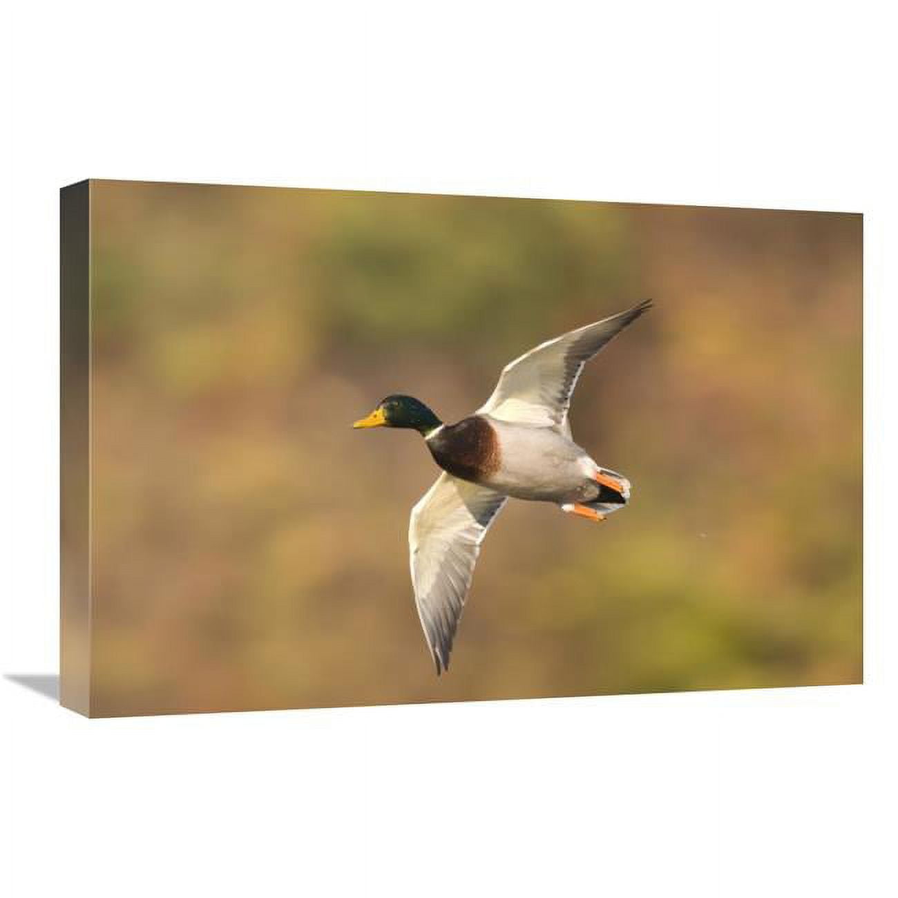 16 x 24 in. Mallard Male Flying, Kellogg Bird Sanctuary, Michigan Art ...