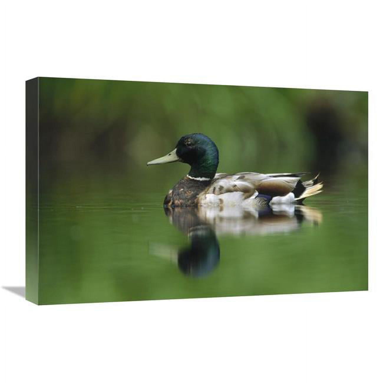 16 x 24 in. Mallard Male Portrait, Vancouver Island, British Columbia ...