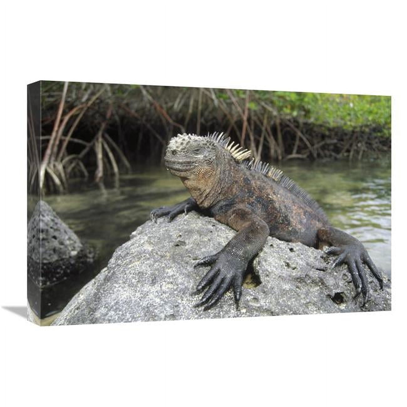16 x 24 in. Marine Iguana Clings to Lava Rock, Academy Bay, Galapagos ...