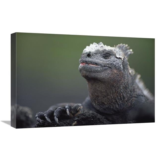 16 x 24 in. Marine Iguana Male with Molting Head Scales, Galapagos ...