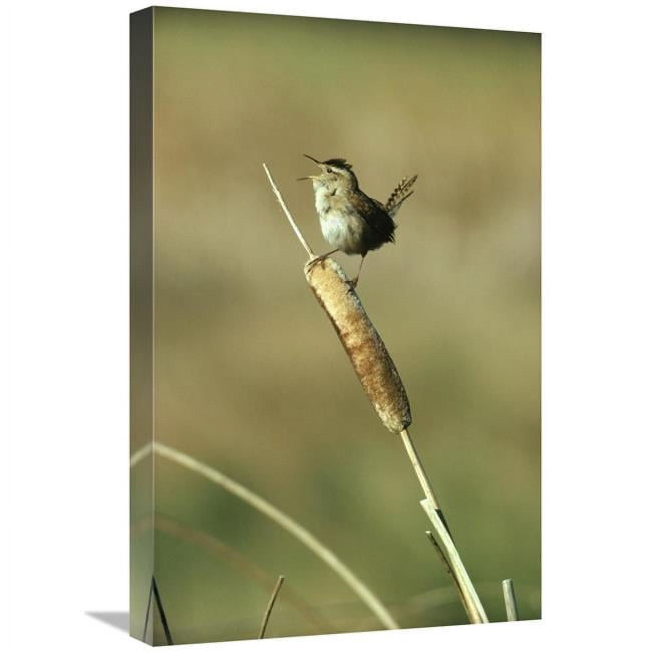 16 x 24 in. Marsh Wren Singing While Perching on A Common Cattail ...