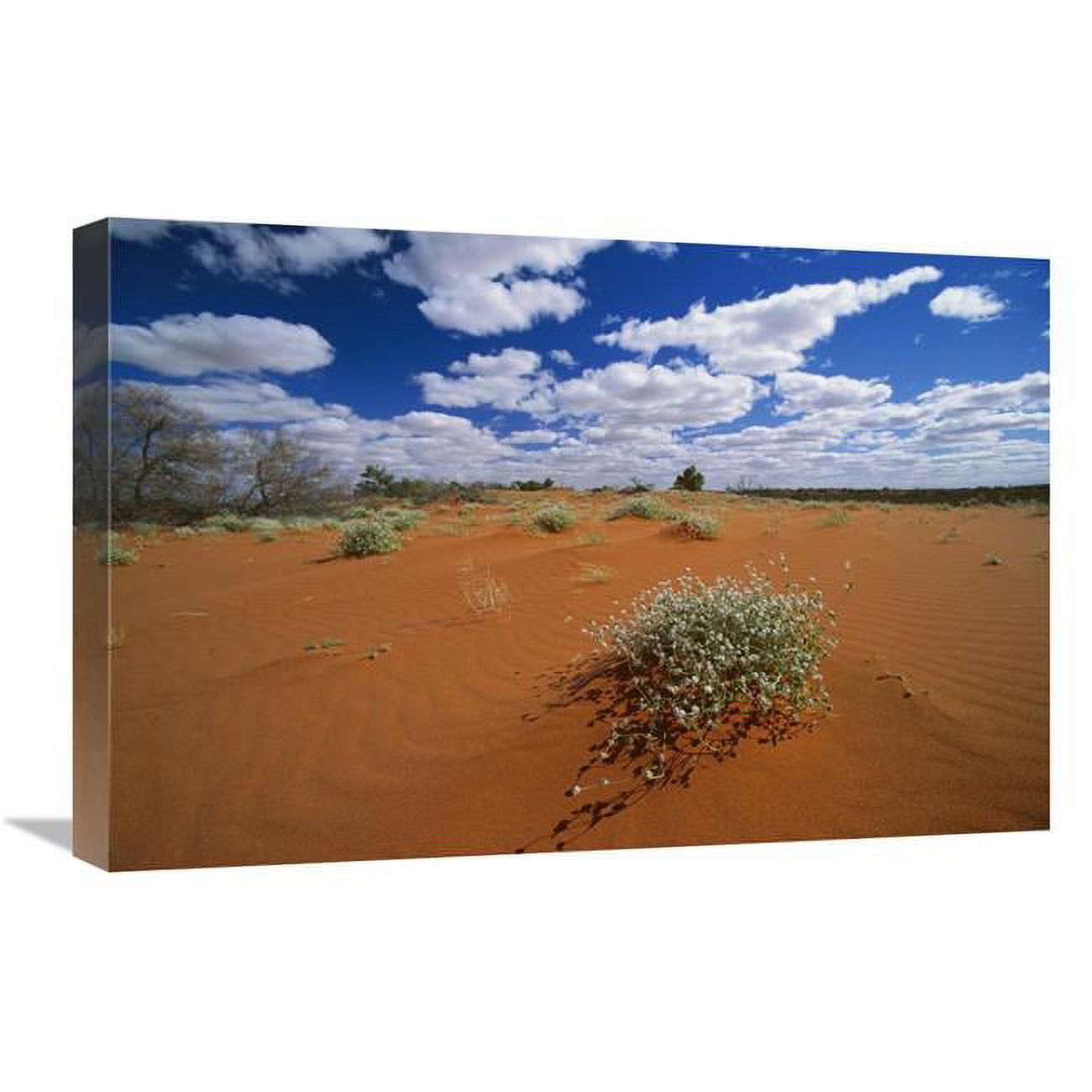 16 x 24 in. Minnie Daisy in the Strzelecki Desert, Southern Australia ...