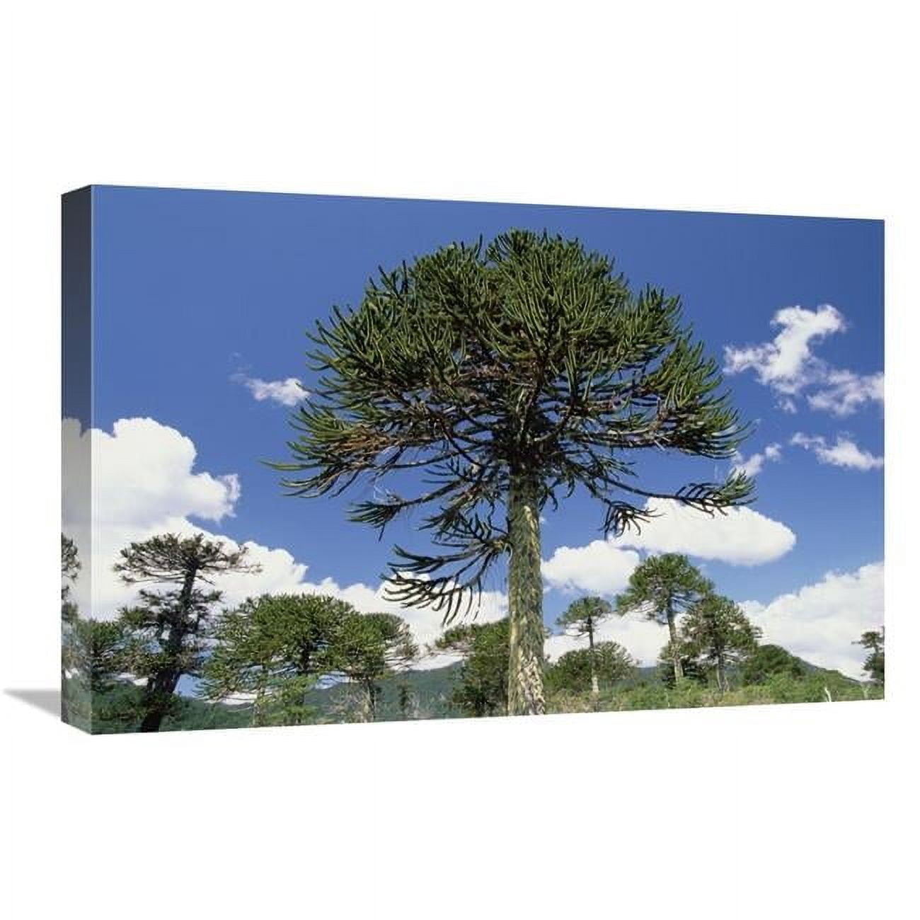 16 x 24 in. Monkey Puzzle Tree in Landscape, Conguillio National Park ...