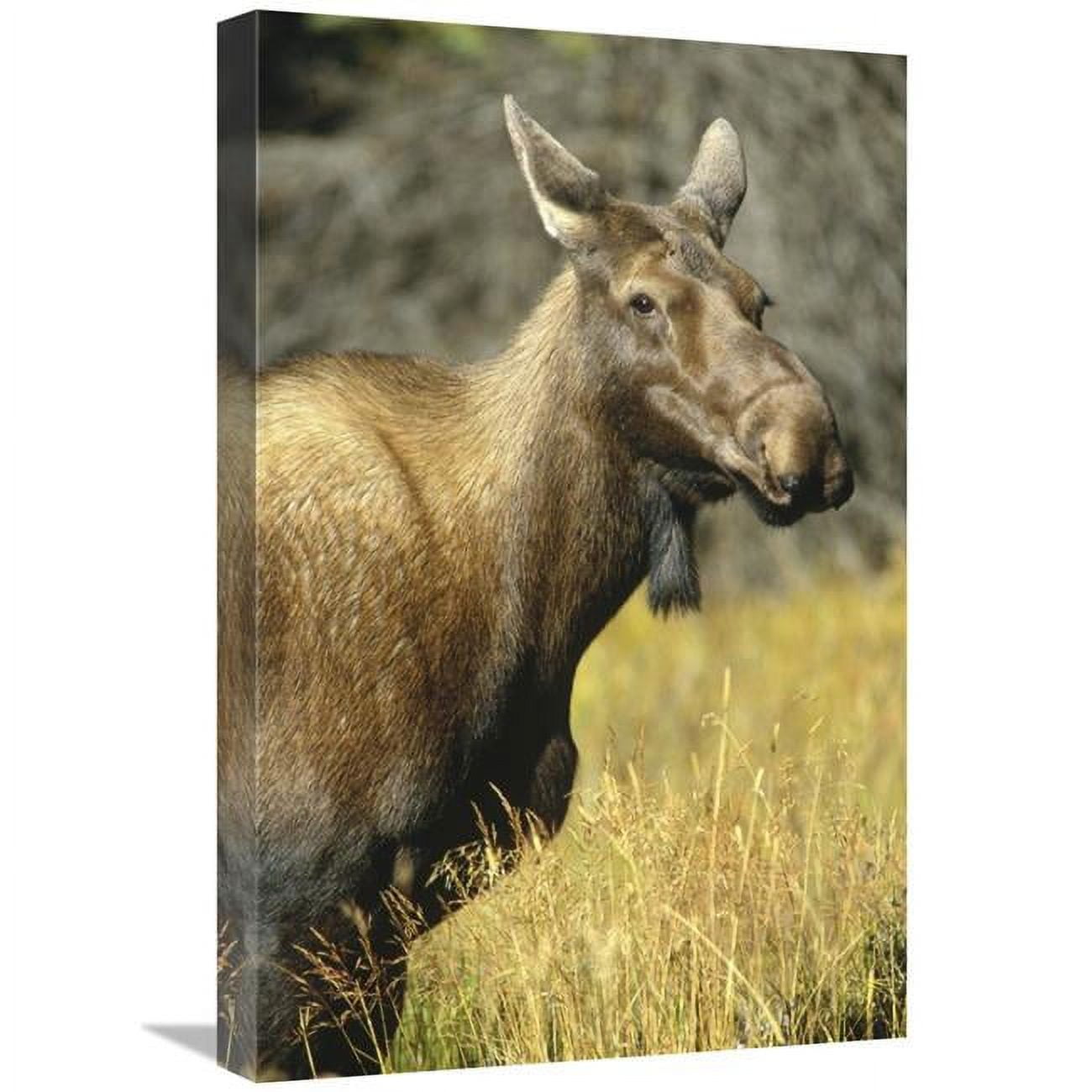 16 x 24 in. Moose Female, North America Art Print - Tim Fitzharris ...