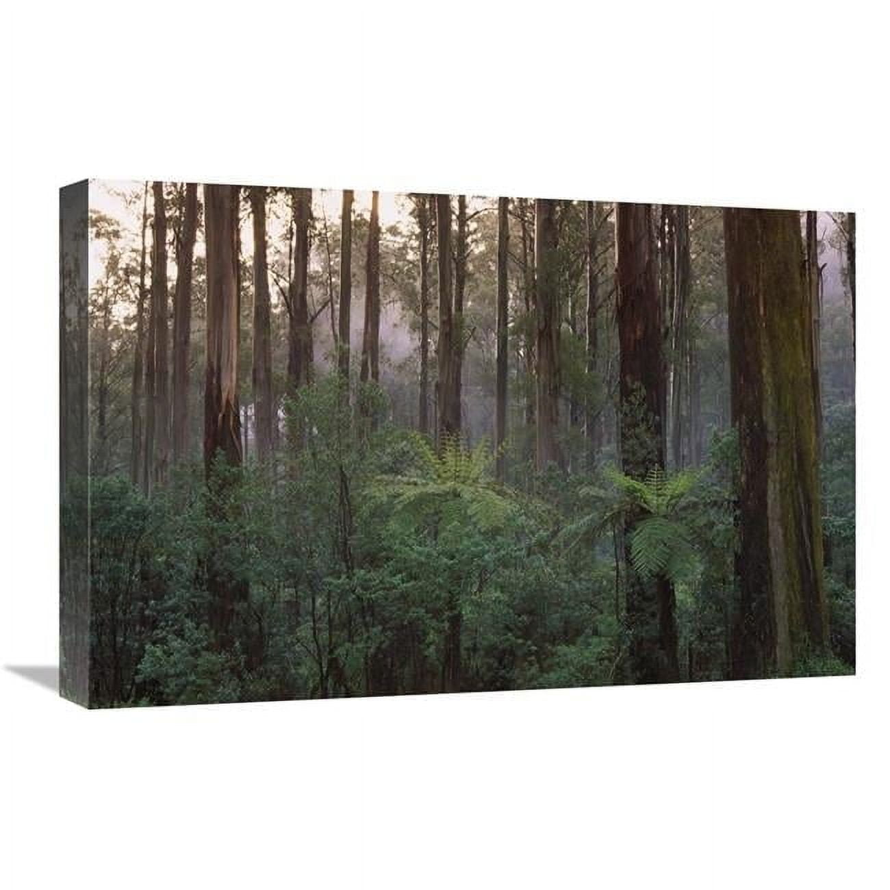 16 x 24 in. Mountain-Ash Forest, Dandenong Ranges NP, Australia Art ...