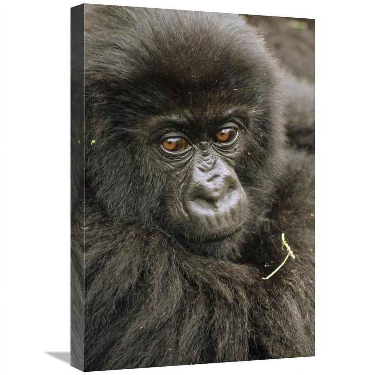 16 x 24 in. Mountain Gorilla Juvenile Portrait, VIrunga Mountains Art ...