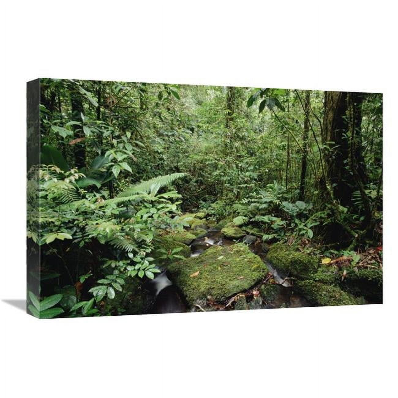 16 x 24 in. Mountain Stream in Tropical Rainforest, Mt Bosavi, Papua ...